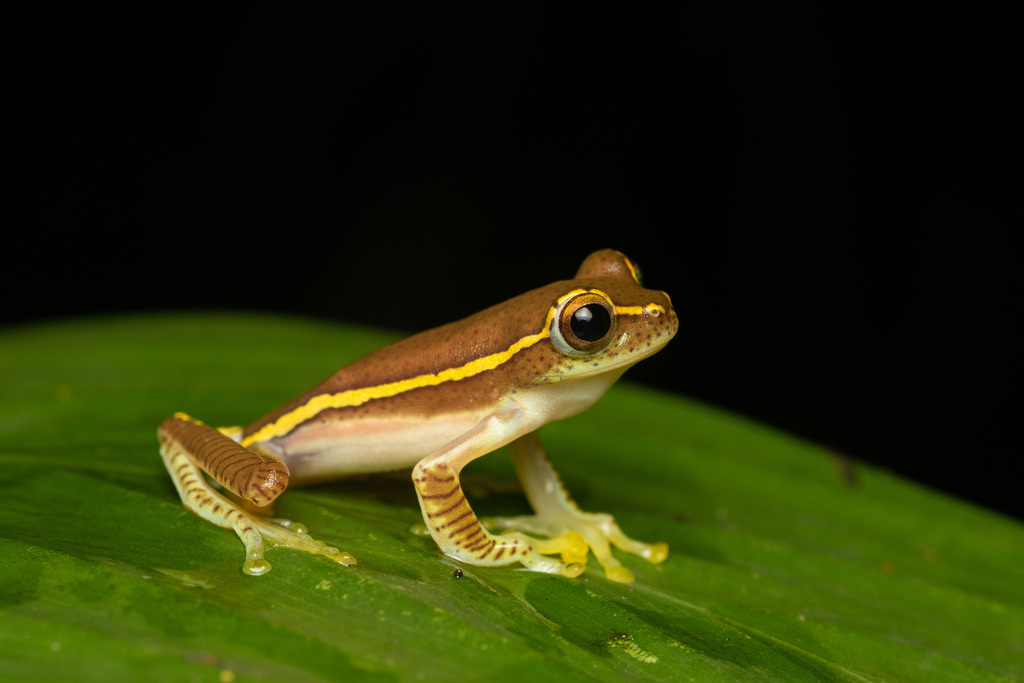 winged gliding frog in August 2023 by Aravind Manoj · iNaturalist