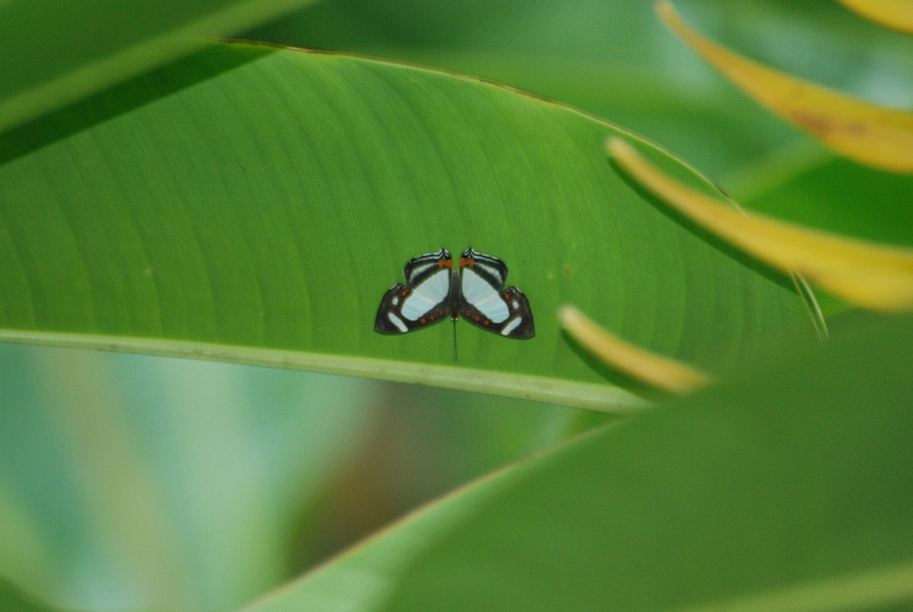 Banner Metalmark from Heredia Province, Puerto Viejo de Sarapiqui ...