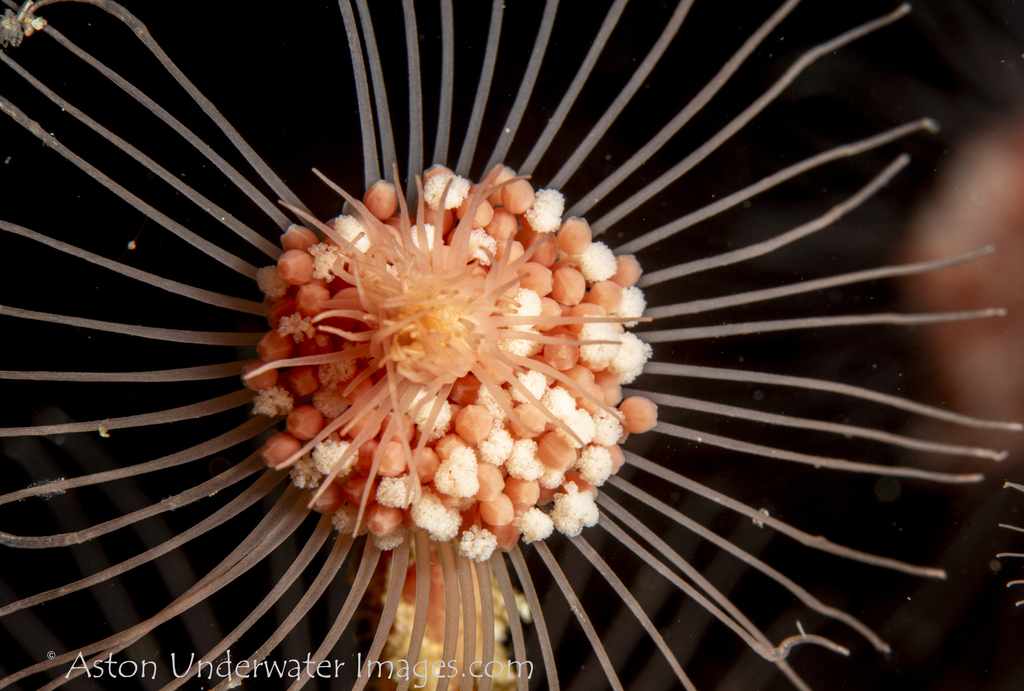 Cnidarians from Gold Coast QLD, Australia on August 11, 2023 at 04:52 ...