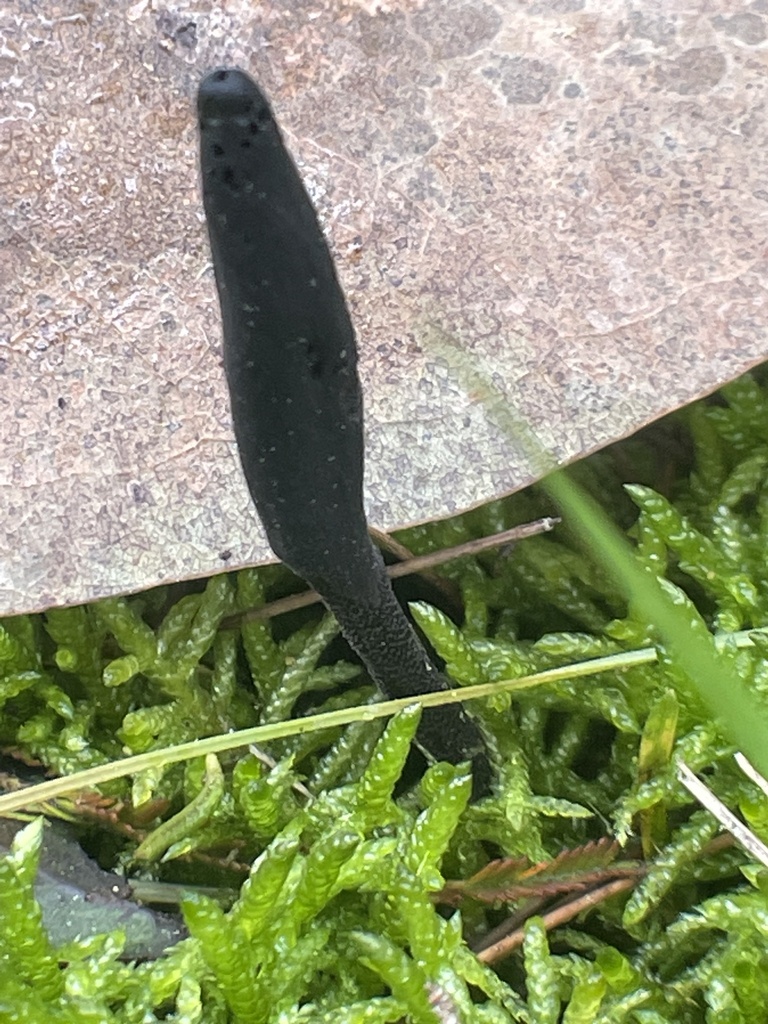 Earth Tongues in August 2023 by Andrea Dunkley · iNaturalist