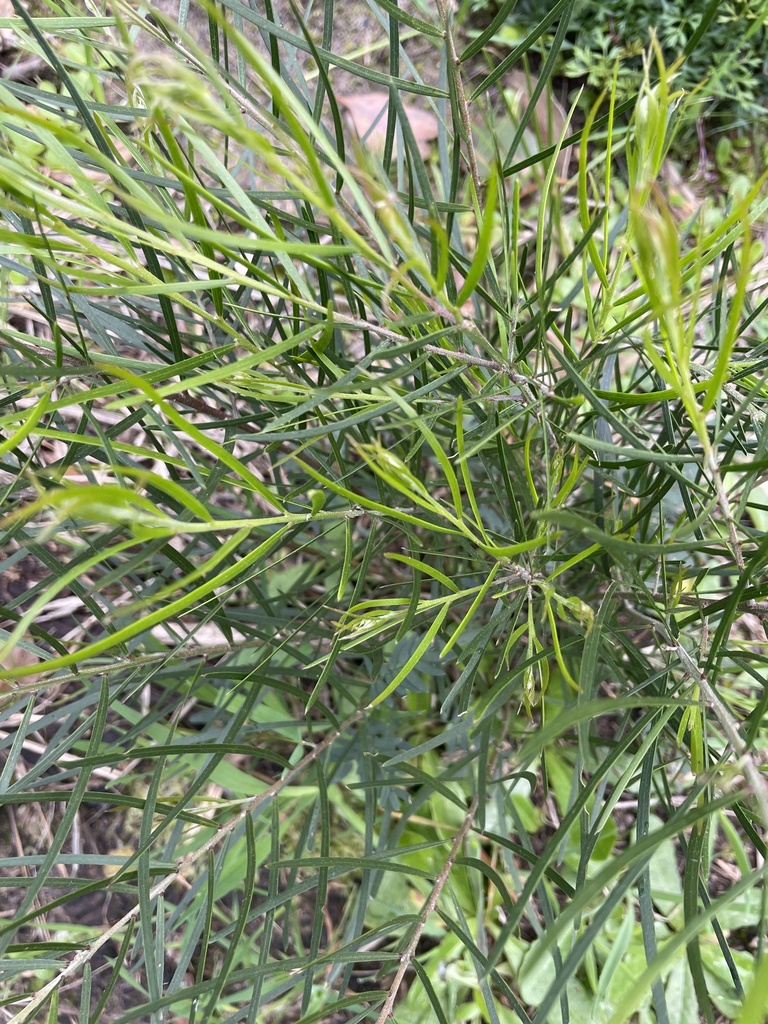 wattles from Boundary Tk E, Frankston South, VIC, AU on August 14, 2023 ...