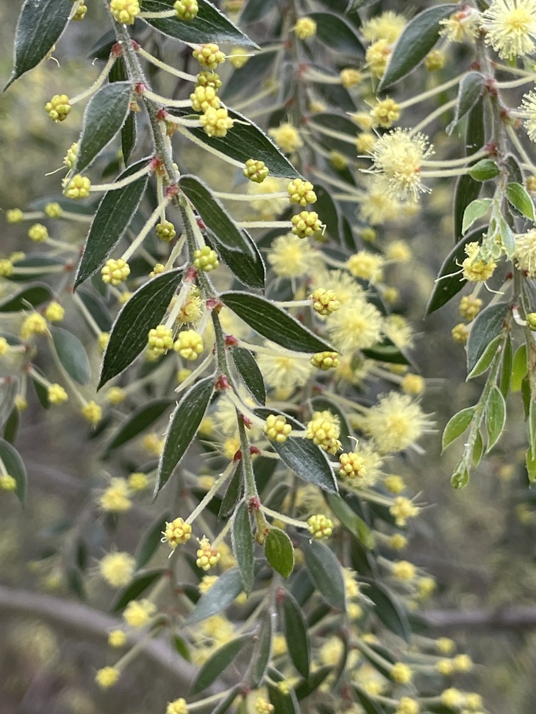 sticky wattle from Rinella Ct, Frankston South, VIC, AU on August 14 ...