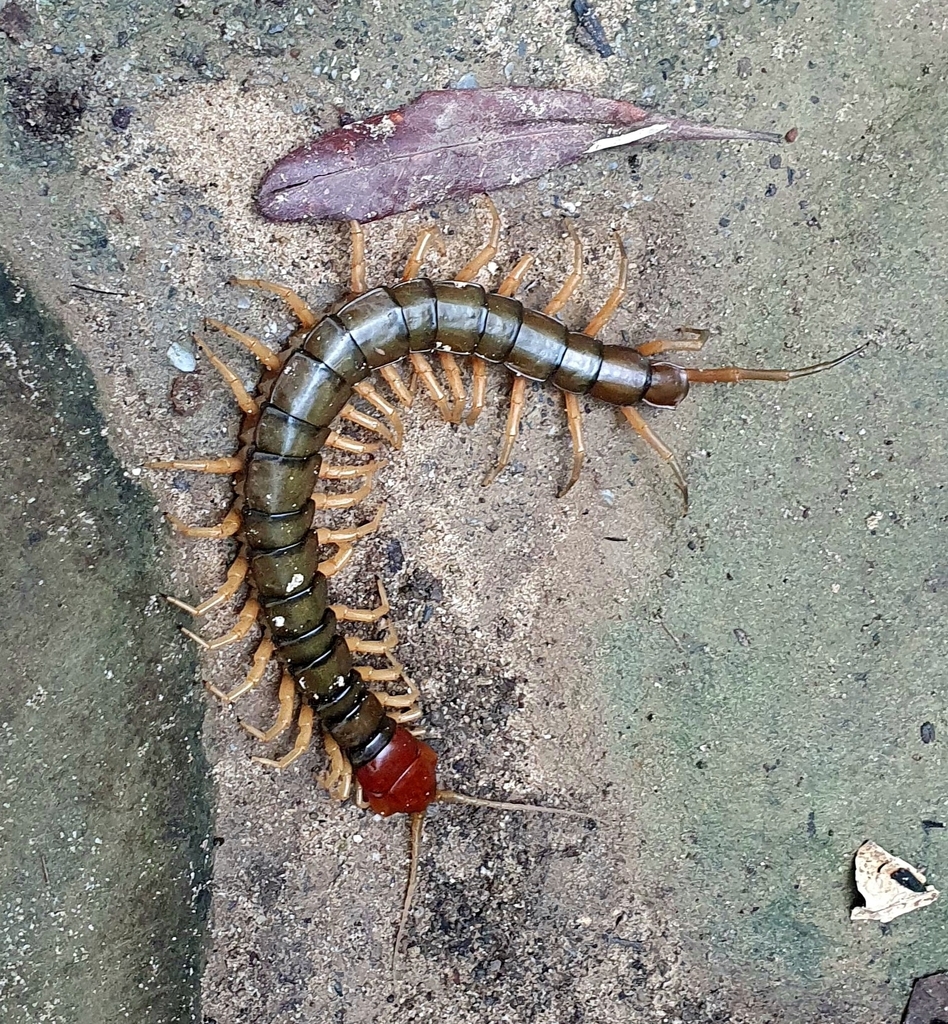 Chinese Red-headed Centipede from Japon, 〒907-1541 Okinawa, Yaeyama ...