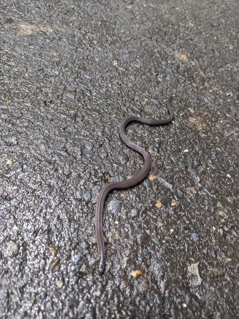Collared Reed Snake from 558台灣南投縣內湖村 on August 14, 2023 at 01:01 PM by ...