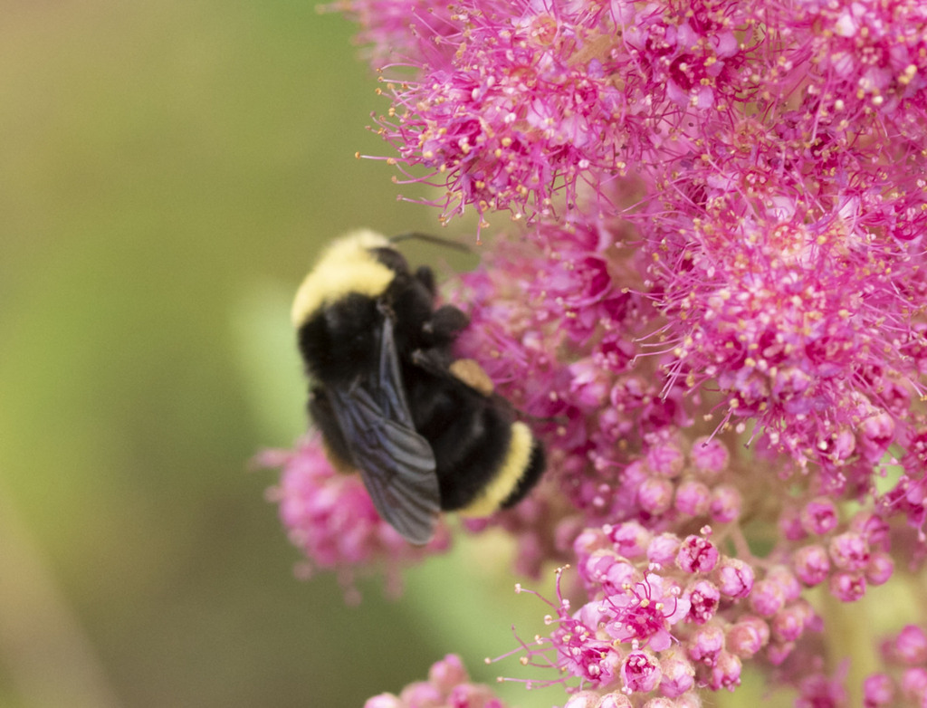 Yellow-faced Bumble Bee from Robinwood, West Linn, OR, USA on August 5 ...