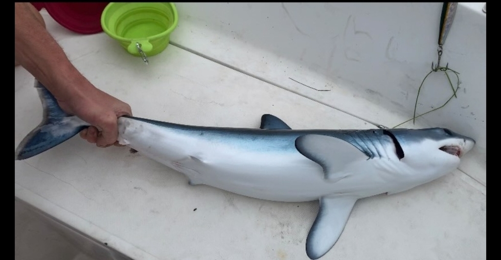 Shortfin Mako in August 2023 by Derek Stakelum. A friend on my sailboat ...