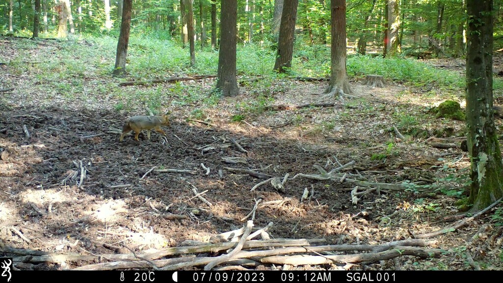 European Jackal from Pušina, Croatia on July 9, 2023 at 11:12 AM by ...