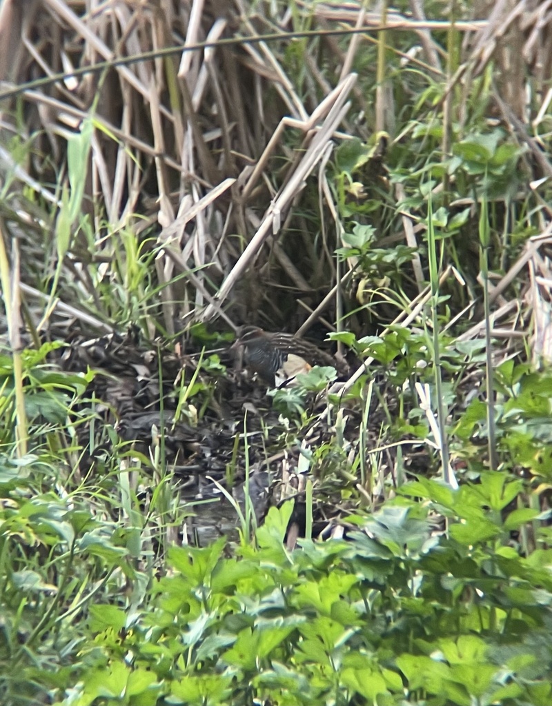 Buff-banded Rail in August 2023 by Andrea Dunkley · iNaturalist