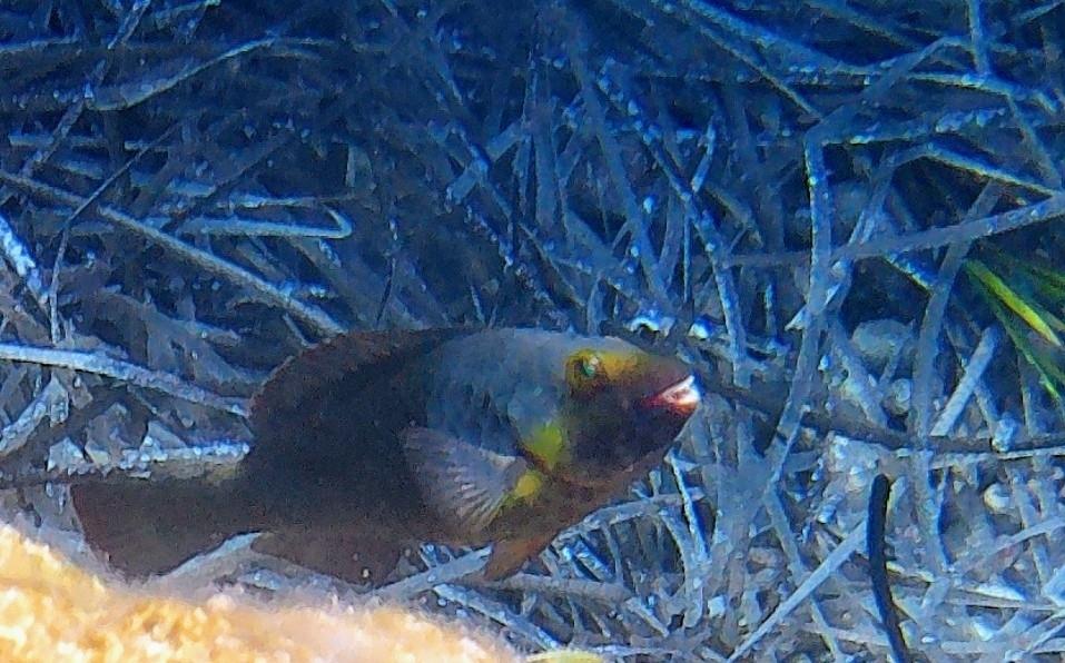 European Parrotfish from Piscopi, Grecia on August 14, 2023 at 08:43 AM ...