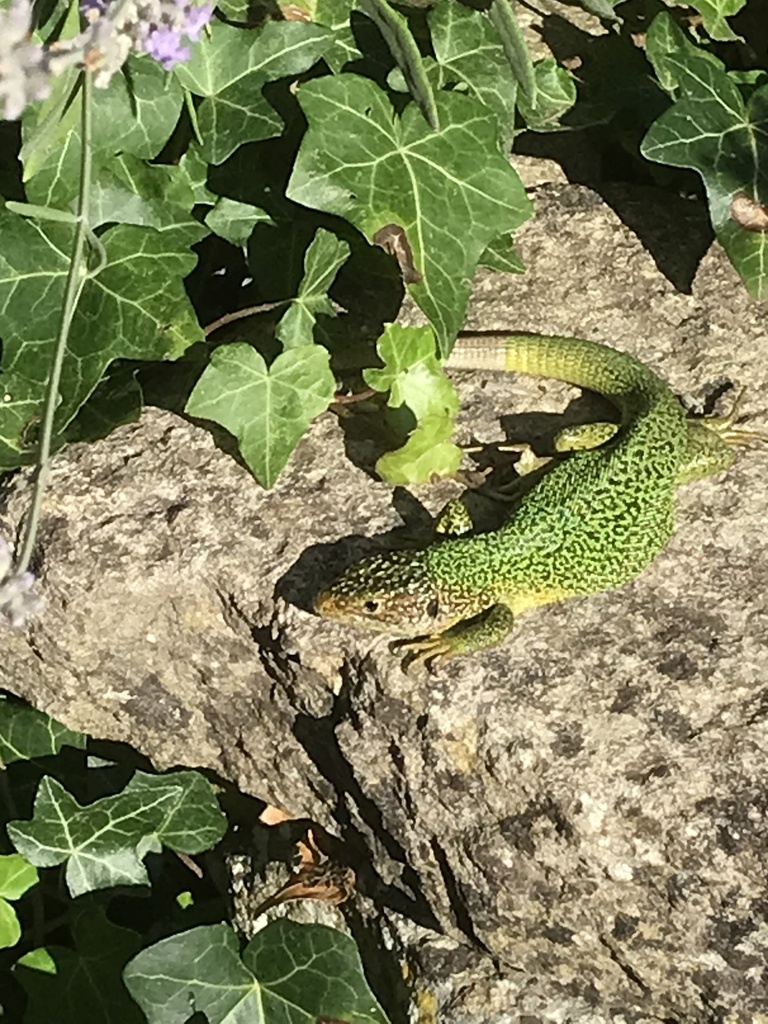Western Green Lizard from Mill Lane, Shoreham-By-Sea, England, GB on ...