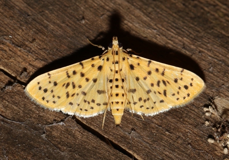 Yellow Peach Moth from C4C9+XPM, Ittapane, Sri Lanka on August 12, 2023 ...