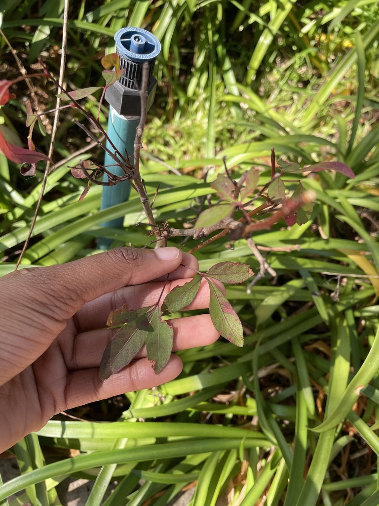 Common Wild Currant from Mangaung Rural, Mangaung, FS, ZA on August 14 ...