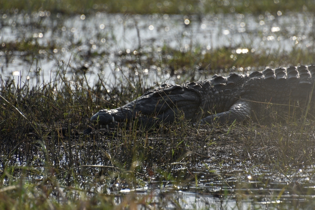 Southern African Crocodile from Zambezi Region, Namibia on August 2 ...