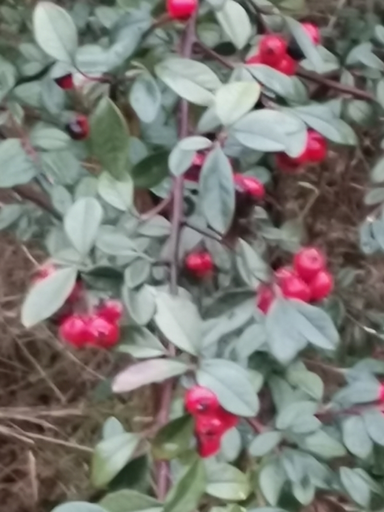 Cotoneasters from Ropes Crossing NSW 2760, Australia on August 14, 2023 ...