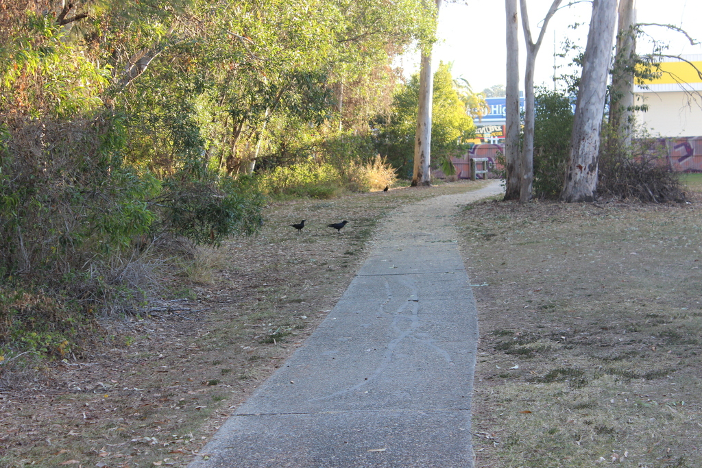 Torresian Crow from Lawnton, AU-QL, AU on August 14, 2023 at 04:38 PM ...