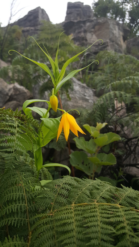 Yellow Flamelily in December 2018 by Carel Fourie · iNaturalist