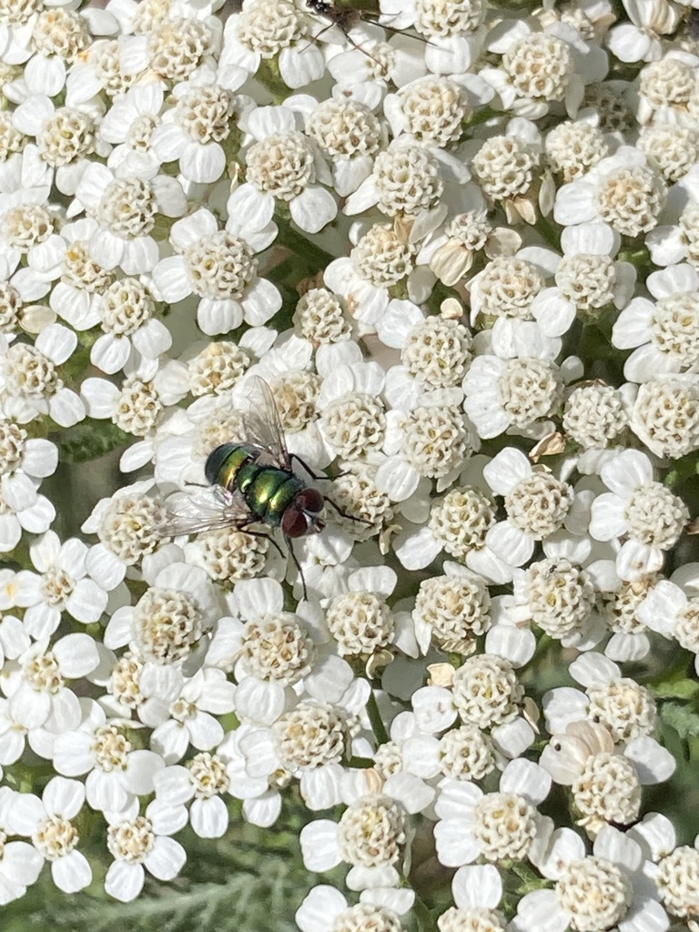 Banded Blowfly from Camí Ull de Ter, Setcases, Girona, ES on August 14 ...