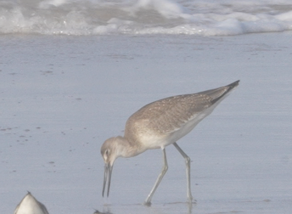 Willet from Nassau County, NY, USA on August 12, 2023 at 08:21 AM by ...