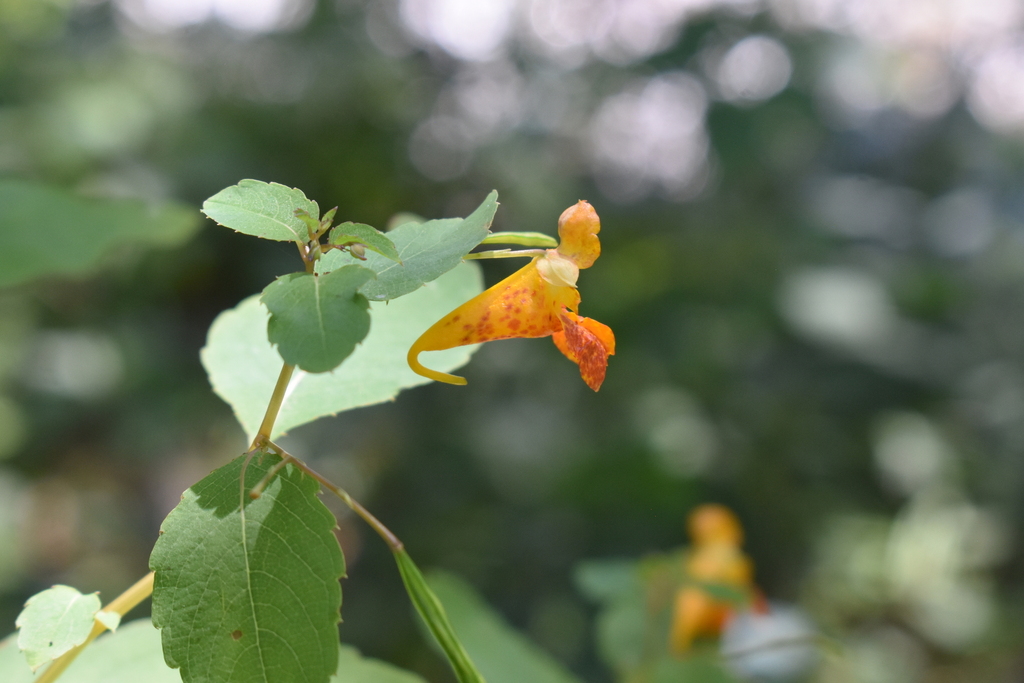 common jewelweed in August 2023 by Cade · iNaturalist
