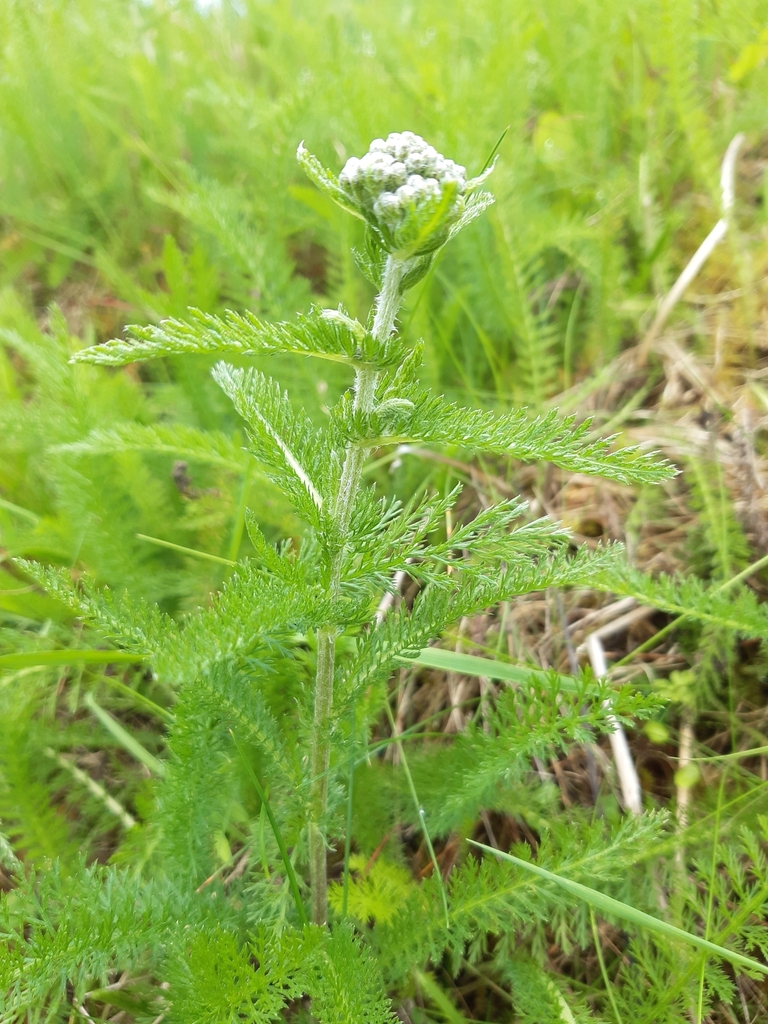 common yarrow from Llandovery SA20 0LW, UK on 13 August, 2023 at 01:08 ...