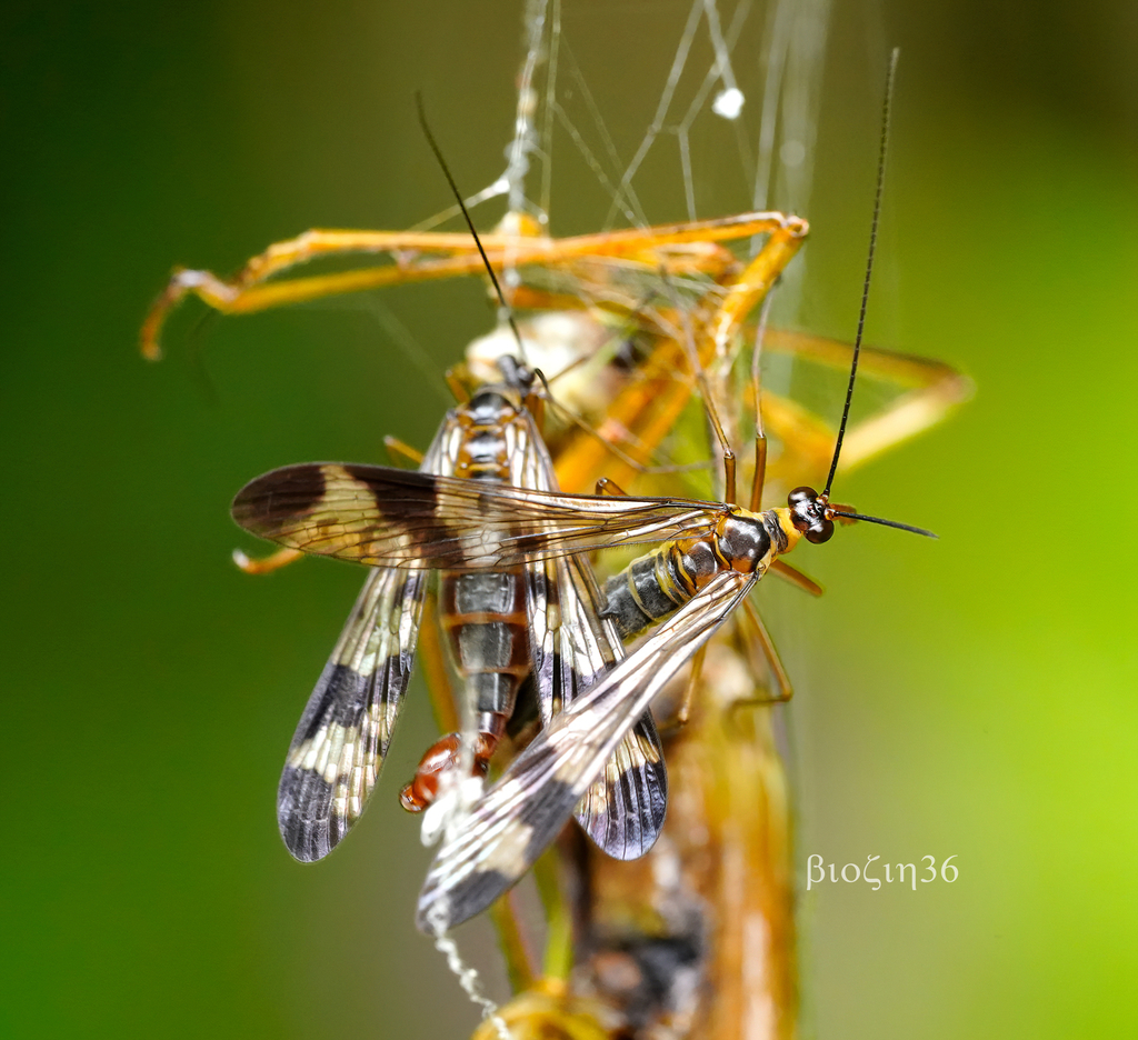 Neopanorpa chelata from 中国四川省成都市大邑县 on August 12, 2023 at 09:53 PM by ...