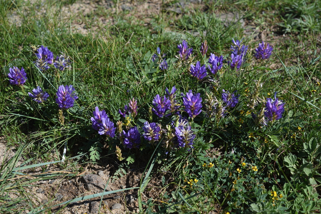 Laxmann's Milkvetch from Dariganga, Mongolia on August 7, 2023 at 09:50 ...