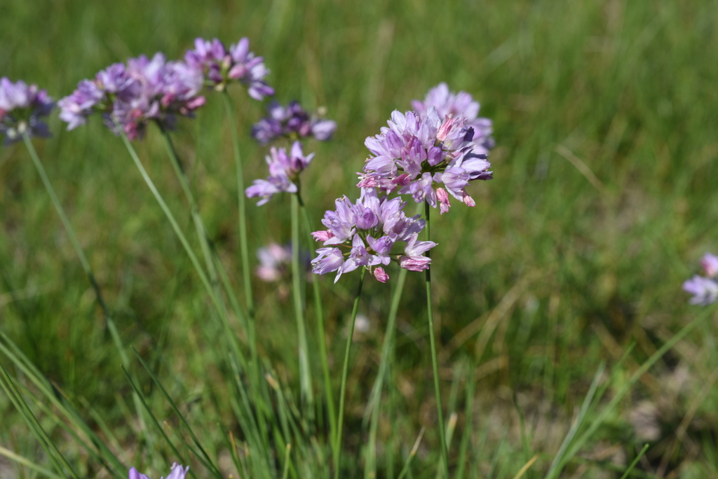 Allium bidentatum from Dariganga, Mongolia on August 7, 2023 at 09:59 ...