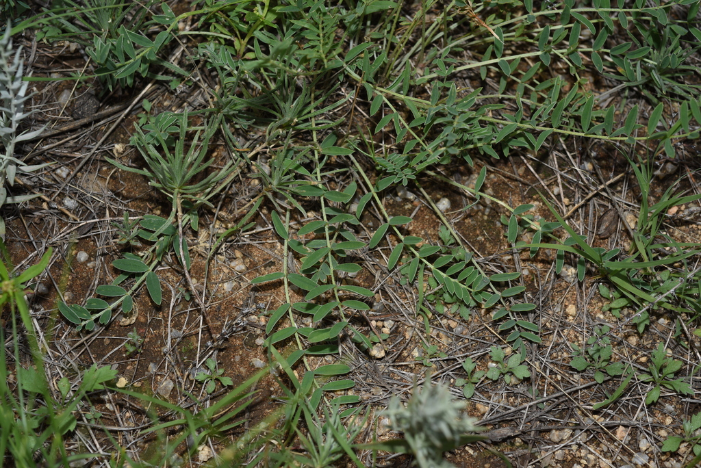 Astragalus galactites from Erdenecagaan, Mongolia on August 8, 2023 at ...