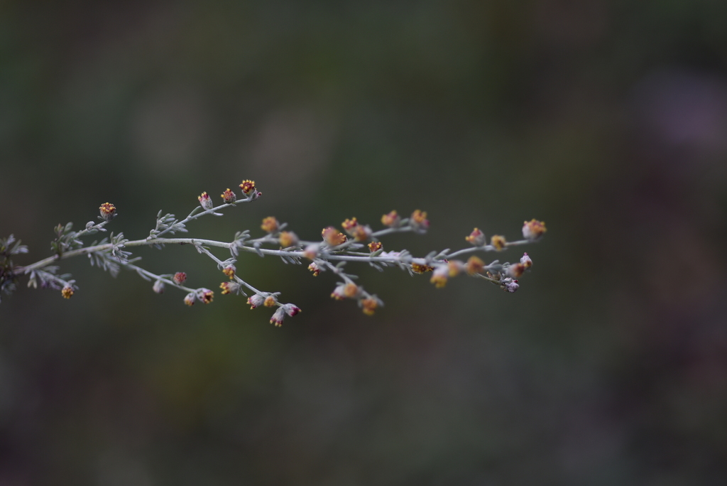fringed sagebrush from O'mnodelger, Mongolia on August 13, 2023 at 10: ...