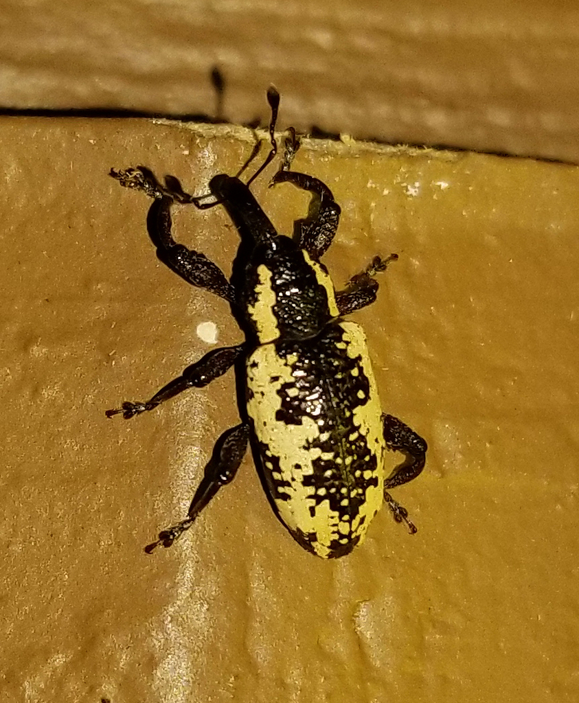 Avocado Weevil from Fentress County, TN, USA on August 13, 2023 at 09: ...