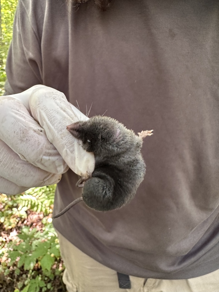 Northern Short-tailed Shrew in August 2023 by Abner B.M.. Handled with ...