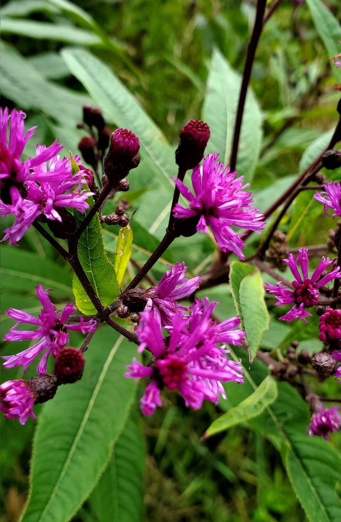 Tall Ironweed from Truck Storage Barn, Kent, OH 44240, USA on August 14 ...