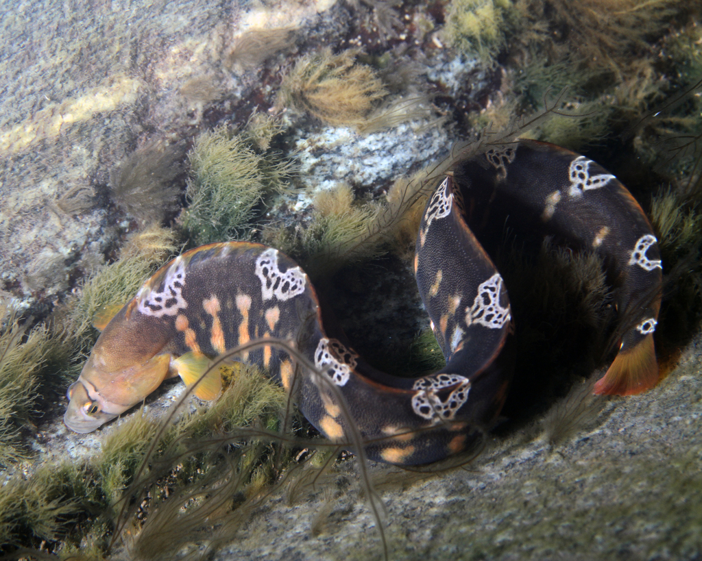Banded Gunnel from Disko Island, Greenland on August 14, 2023 at 03:27 ...