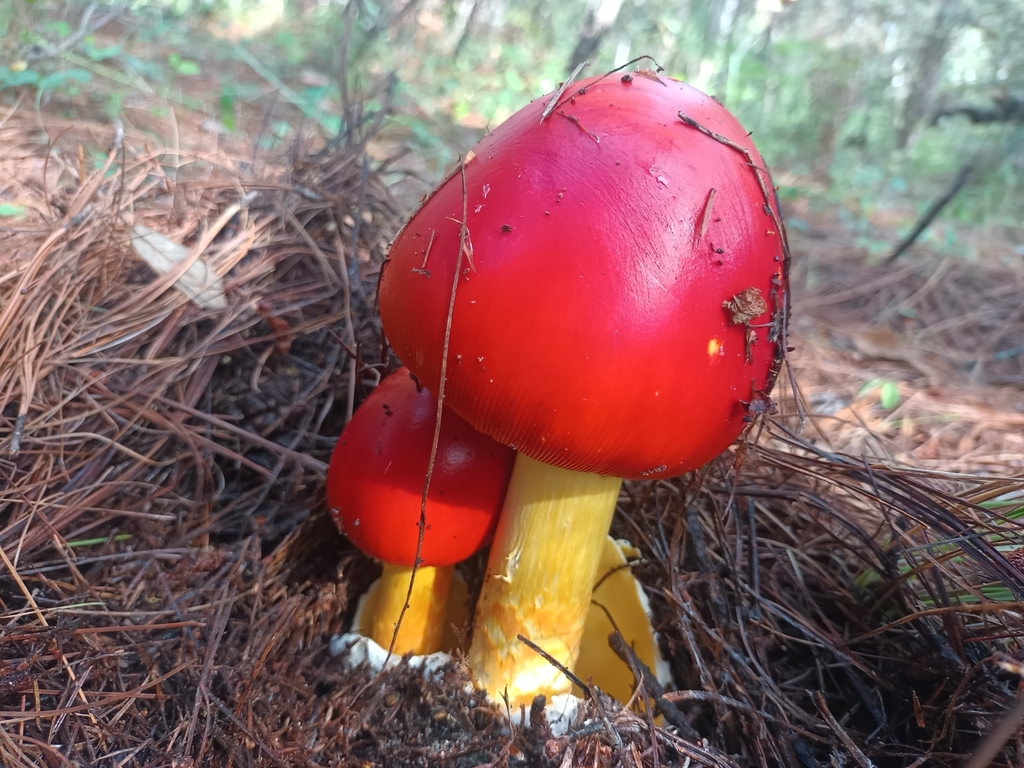 Jackson's slender Caesar from 34344 Dgo., México on August 12, 2023 at ...