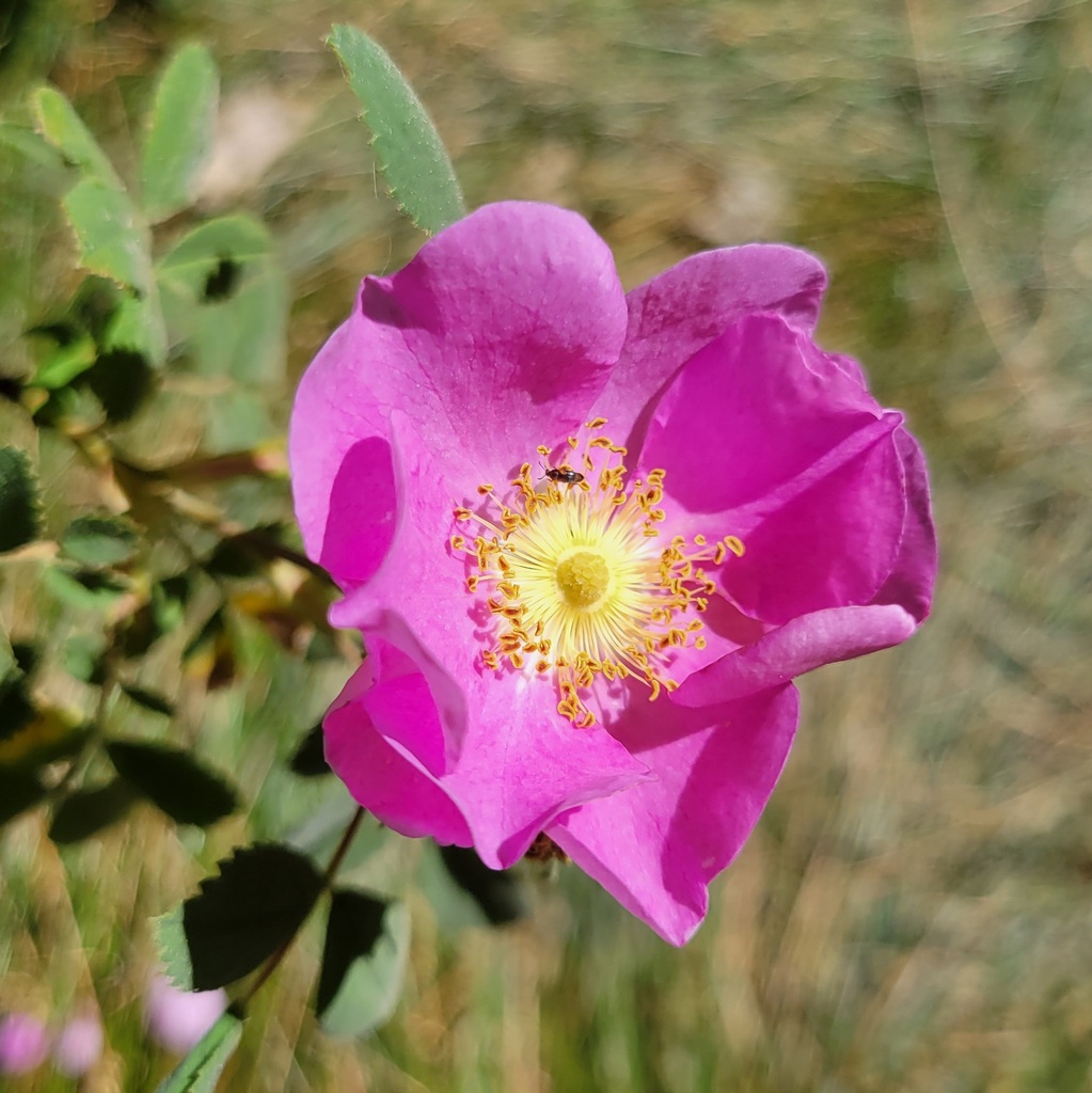California Wild Rose from Riverside County, CA, USA on August 10, 2023 ...