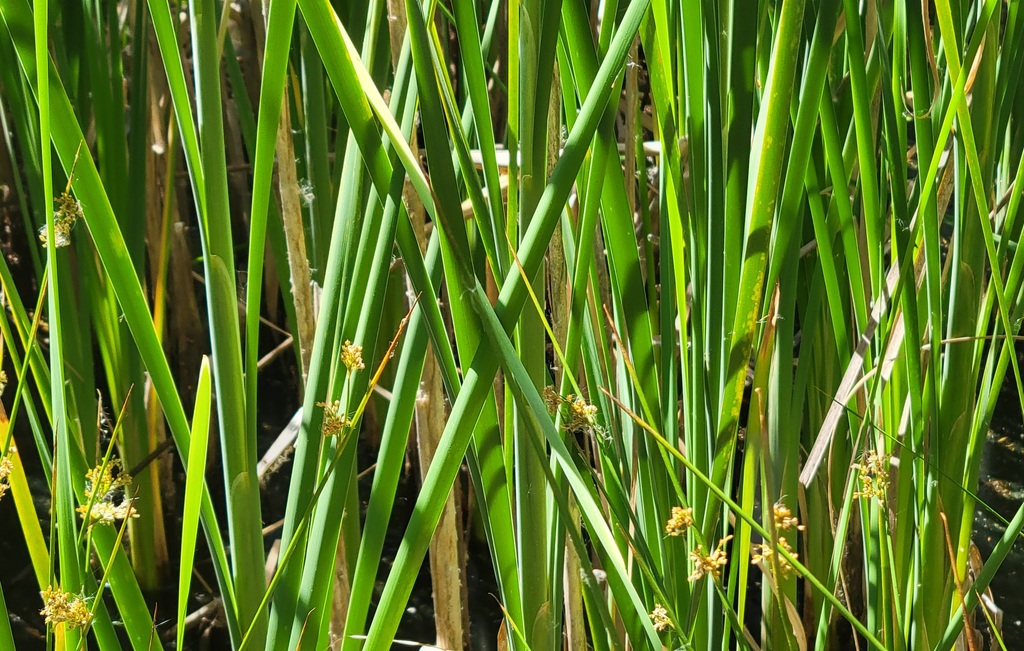 hardstem bulrush from Riverside County, CA, USA on August 10, 2023 at ...