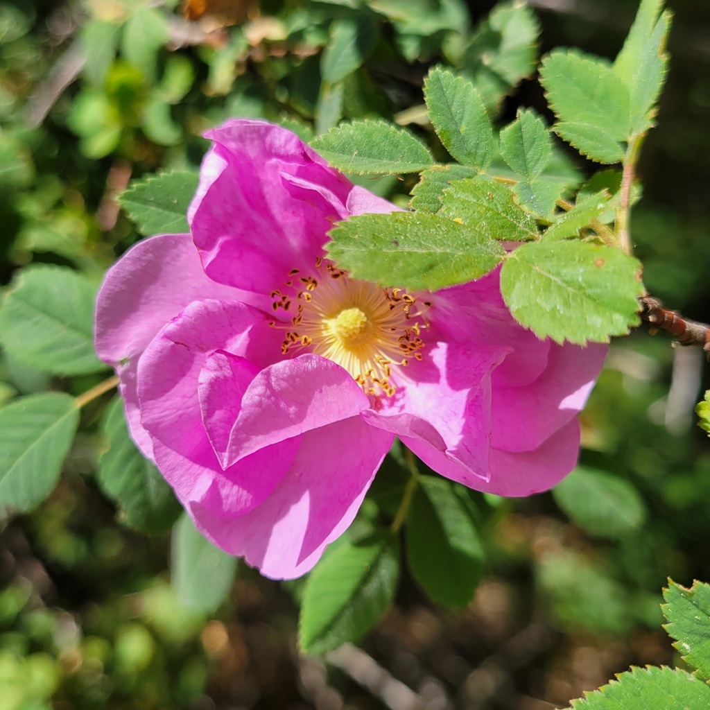 California Wild Rose from Riverside County, CA, USA on August 10, 2023 ...