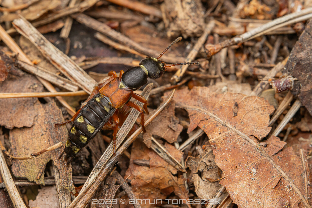 Staphylinus erythropterus in July 2023 by Artur Tomaszek · iNaturalist