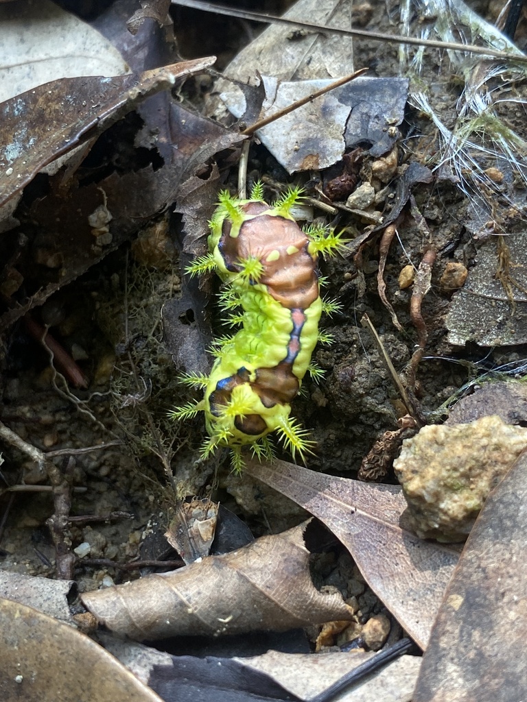 Monema flavescens from 古田山, 衢州市, 浙江省, CN on August 11, 2023 at 10:09 AM ...