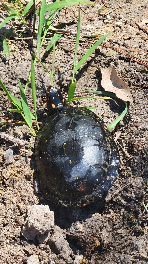 Spotted Turtle in July 2023 by Preston Pennington. Found in ditch on ...