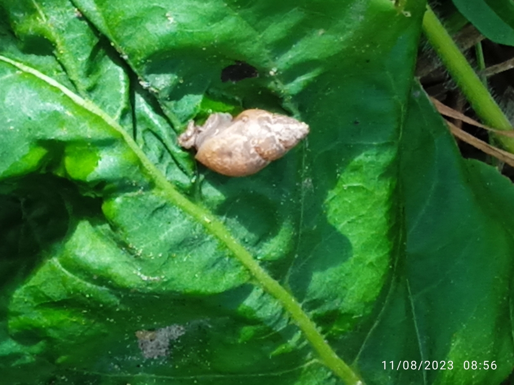 Ghost Bulimulus from Saravena, Arauca, Colombia on August 11, 2023 at ...