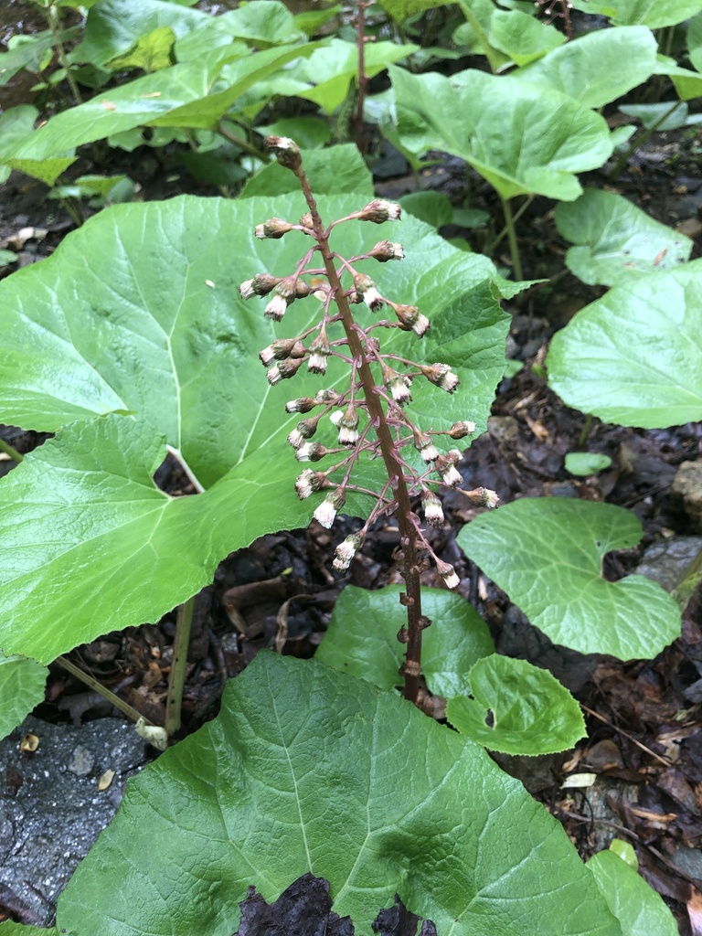 Common Butterbur from Monticello Dr, Gladwyne, PA, US on April 29, 2023 ...