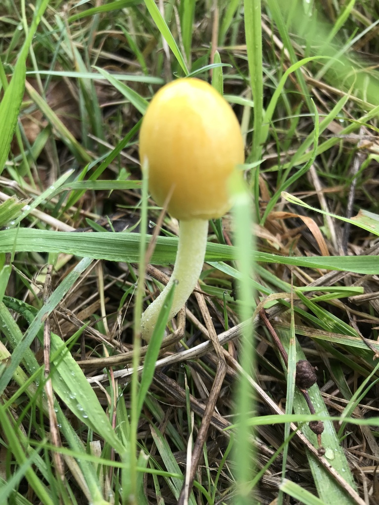 yellow fieldcap from Stert, Devizes, England, GB on August 14, 2023 at ...