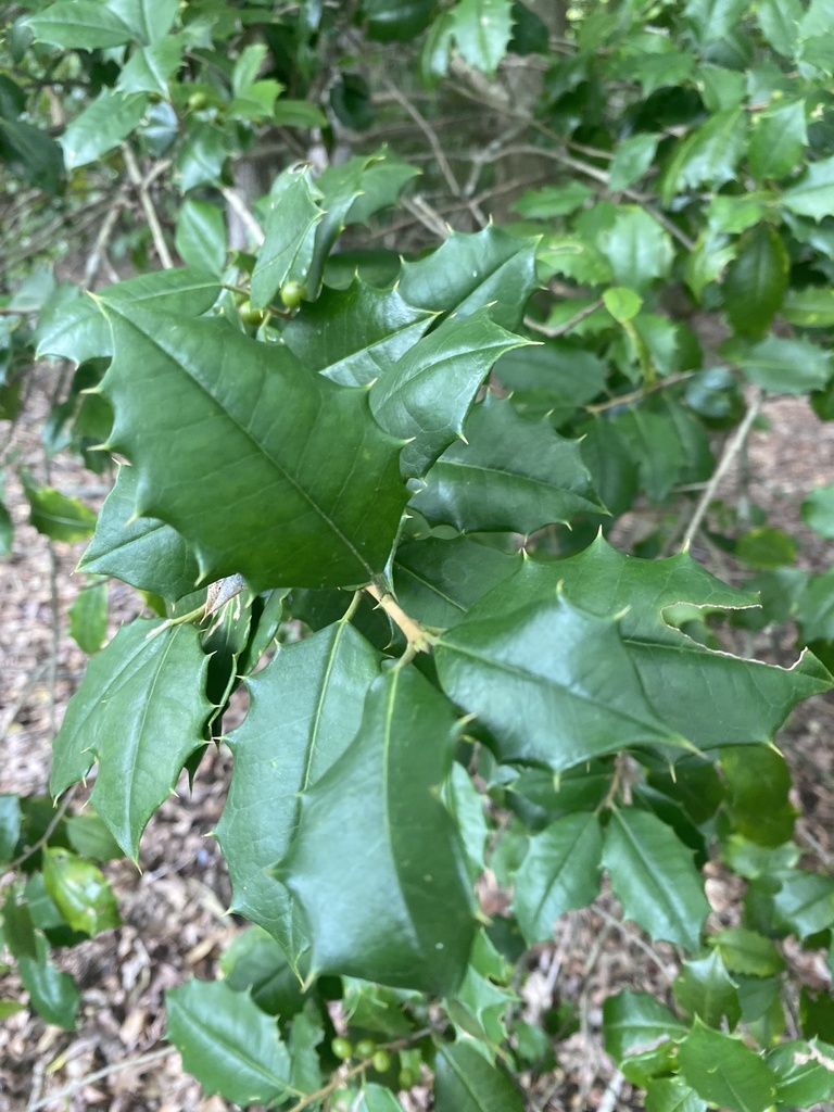 American holly from Tewning Rd, Williamsburg, VA, US on August 14, 2023 ...