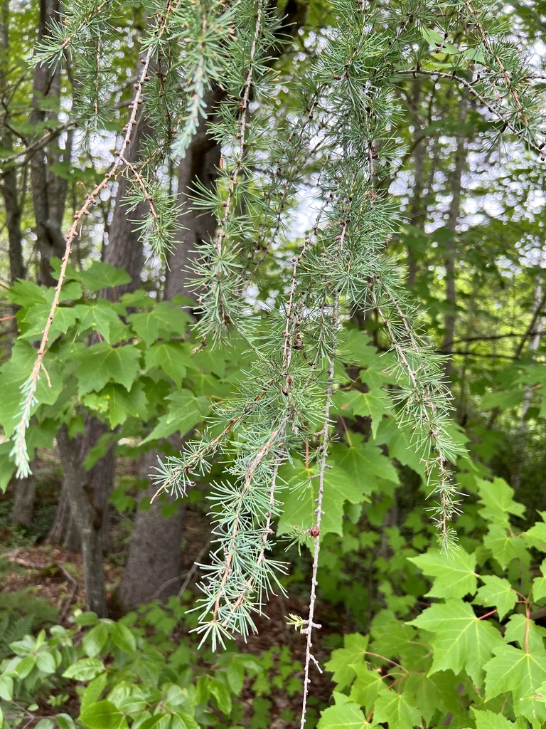 tamarack from Tahquamenon Falls State Park, Paradise, MI, US on August ...