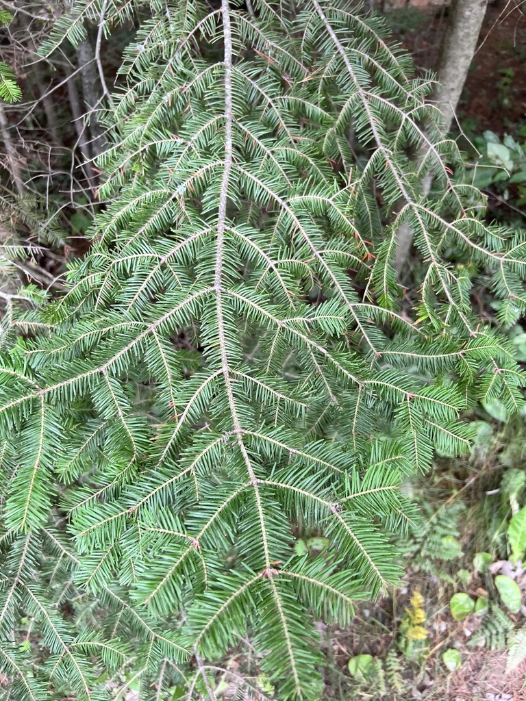 balsam fir from Tahquamenon Falls State Park, Paradise, MI, US on ...