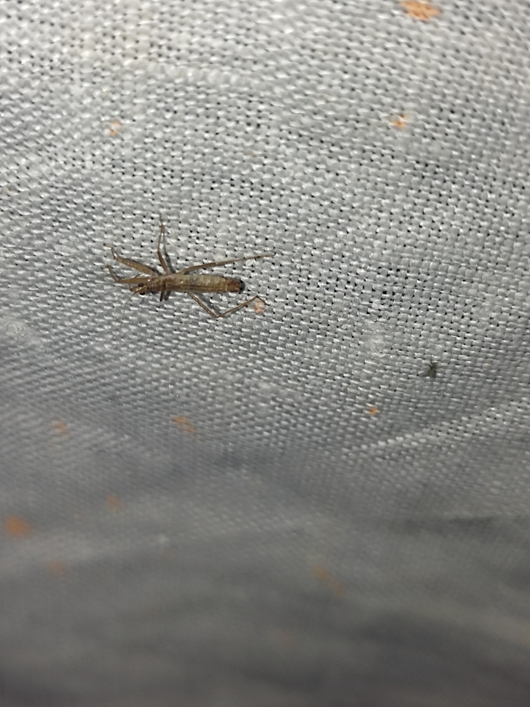 Marsh Damsel Bug from Písečné, Česko on August 13, 2023 at 11:00 PM by ...