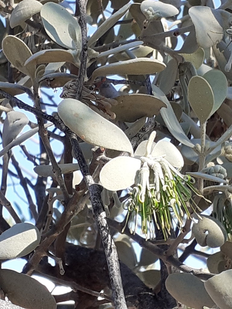 Green Mistletoe from Petermann NT 0872, Australie on August 5, 2023 at ...
