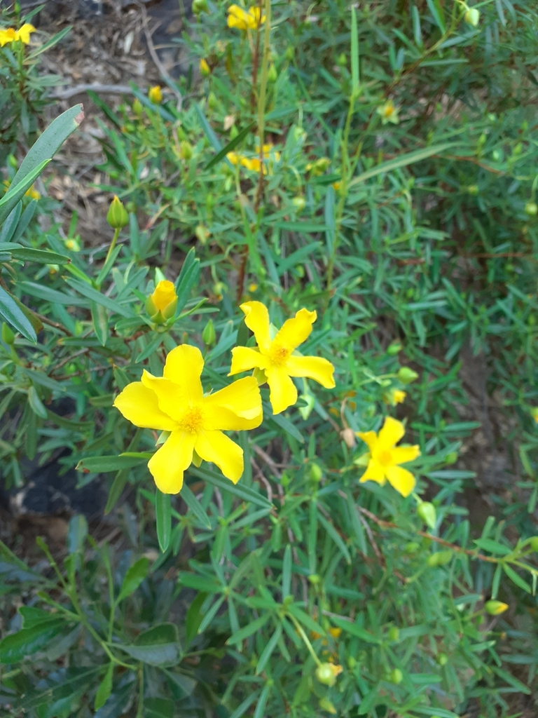 guinea-flowers from Hugh NT 0872, Australie on August 3, 2023 at 10:16 ...