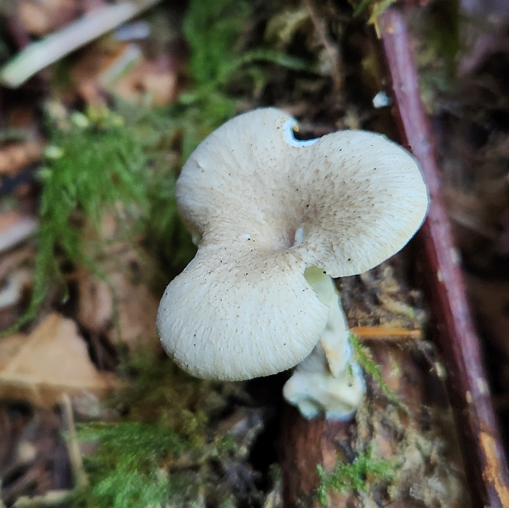 shelf fungi from Deer Lake Road at Haven Way, Washington 98236, USA on ...
